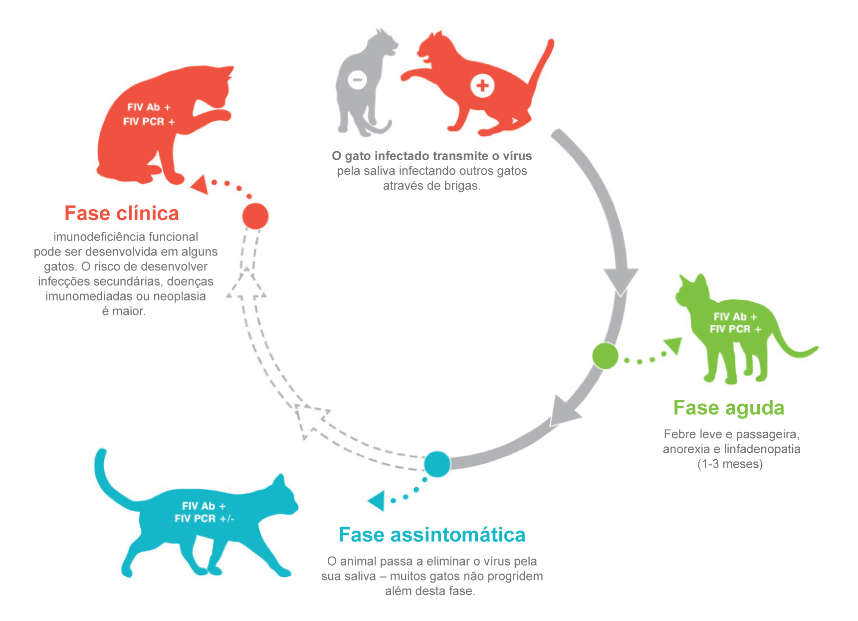 Diagnóstico e testes de FIV e FeLV - Digivets