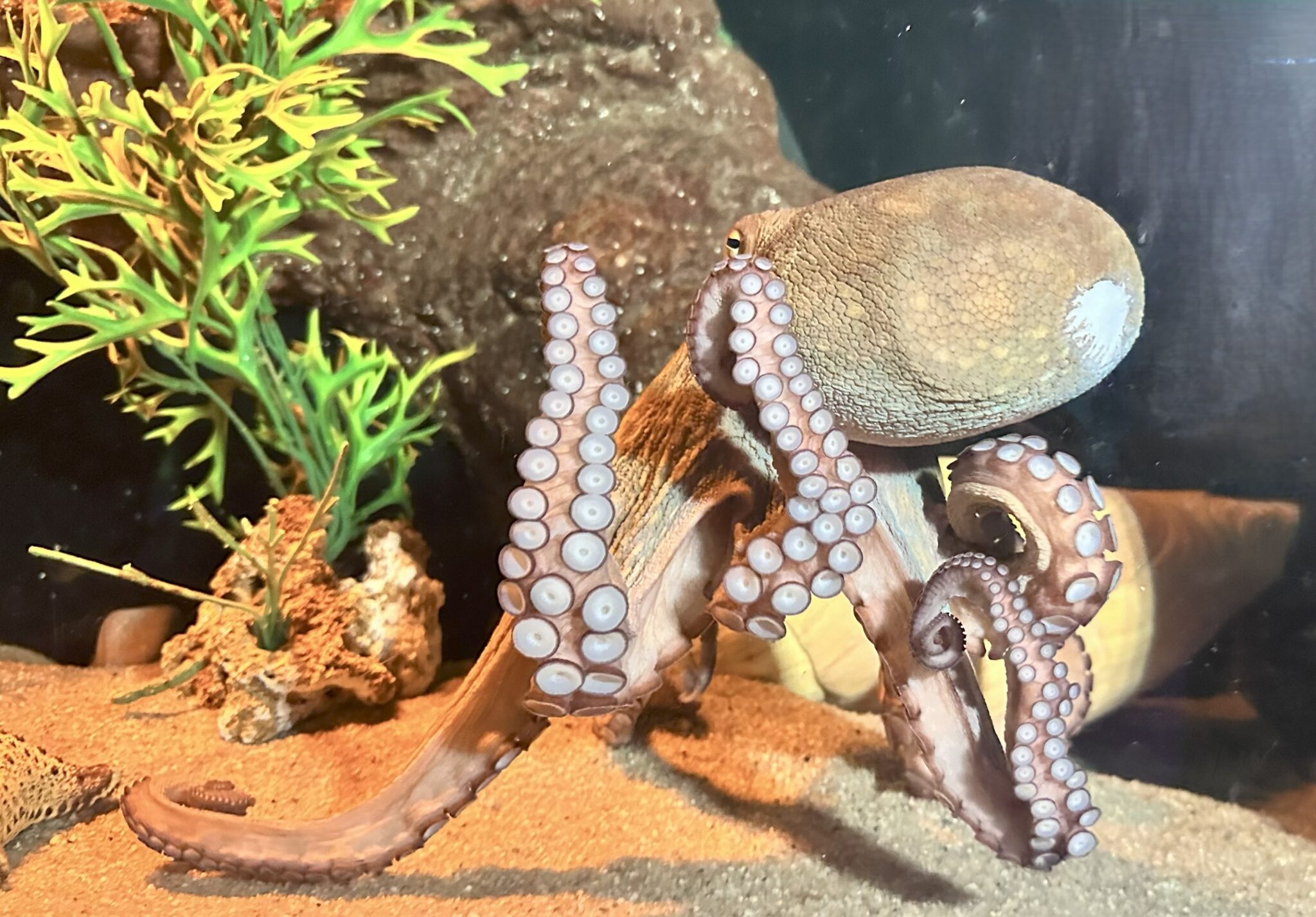 Conheça o Polvo, animal de três corações e sangue azul que habita o ...